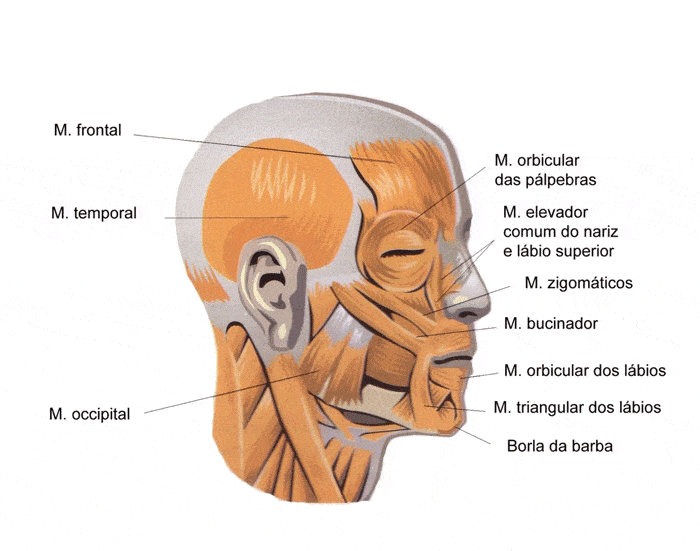Disfunção da articulação temporomandibular (DTM) e Dor Orofacial ...